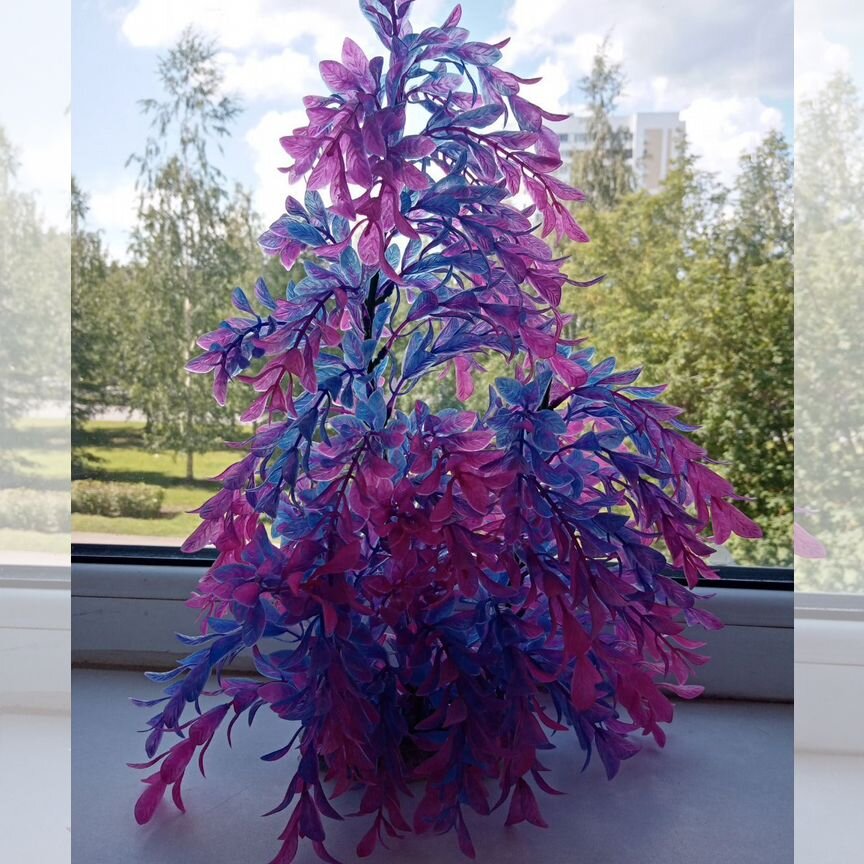 Растение в аквариумное