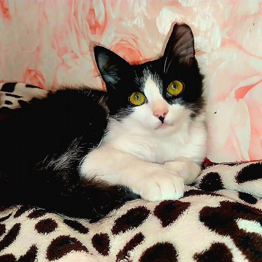 Ласковая ласкуша Ласка