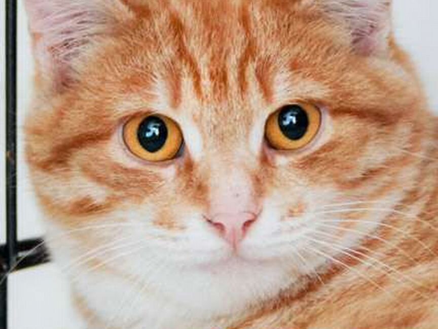 Готье хочет домой