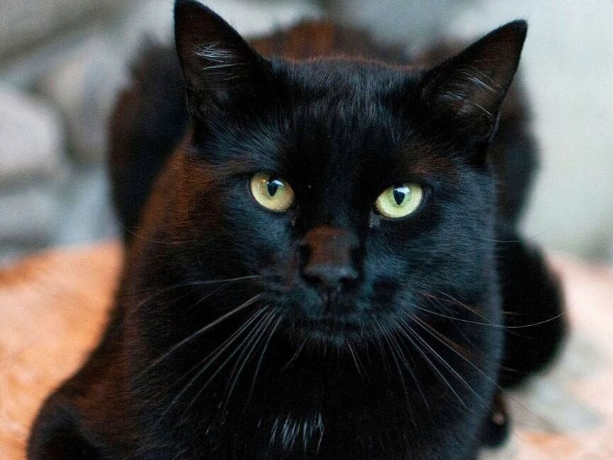 Чёрные котики тут