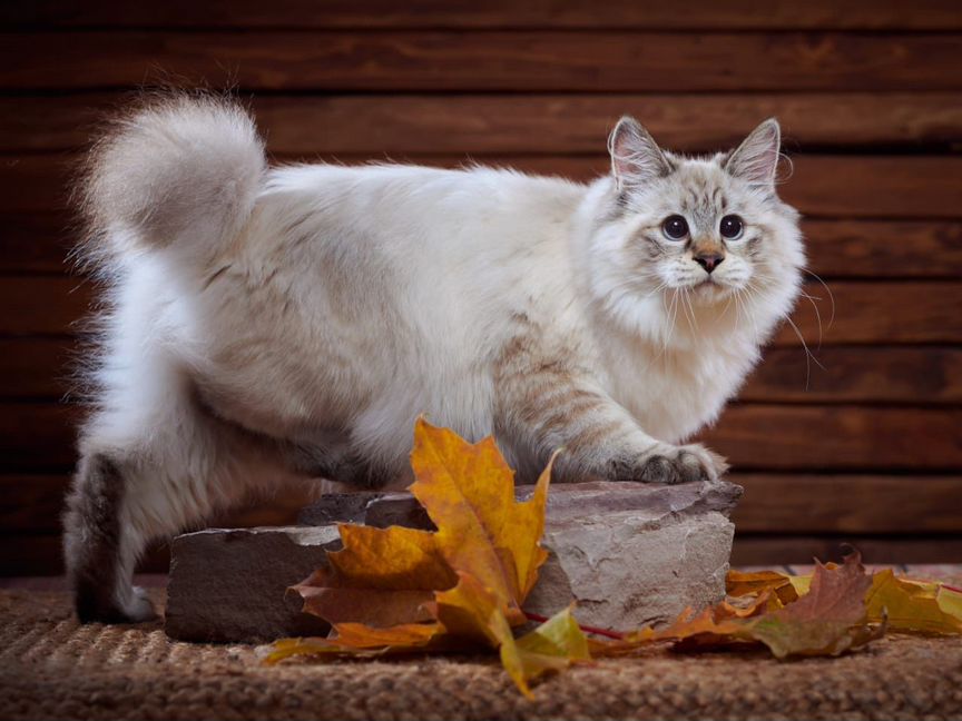 Котята Курильский бобтейл