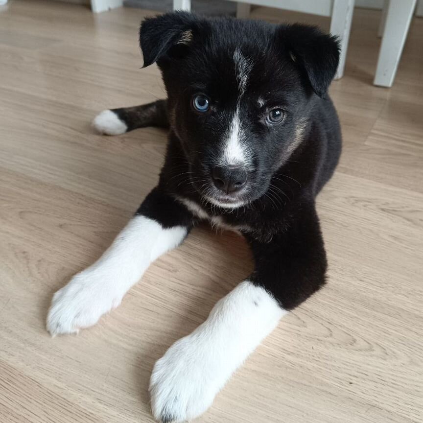 Щенок в добрые руки