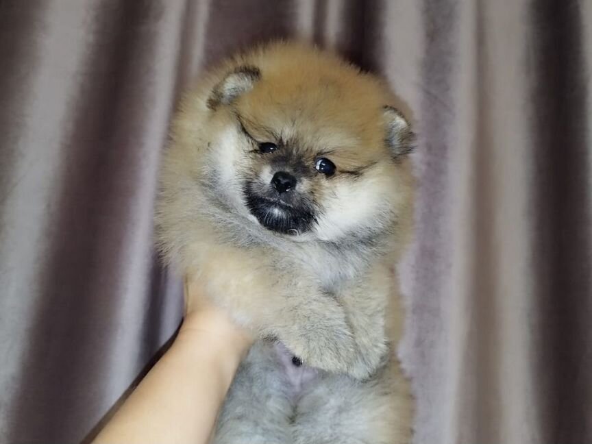 Шпиц -классный мишка