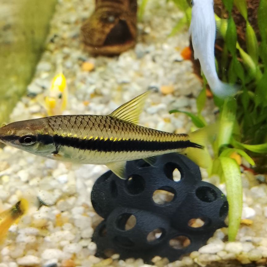 Аквариумные рыбки и роголистник