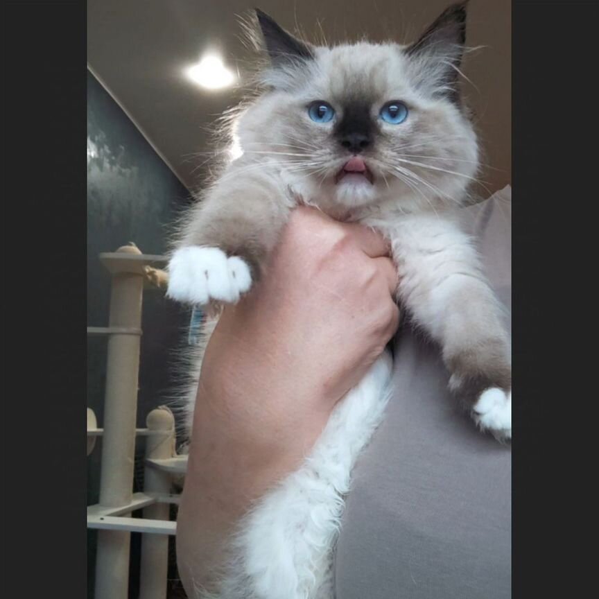 Atos, рэгдолл с родословной