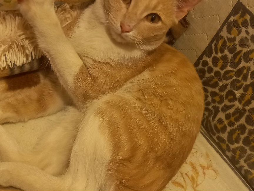 Кот в добрые руки