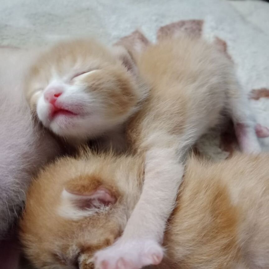 Котятки