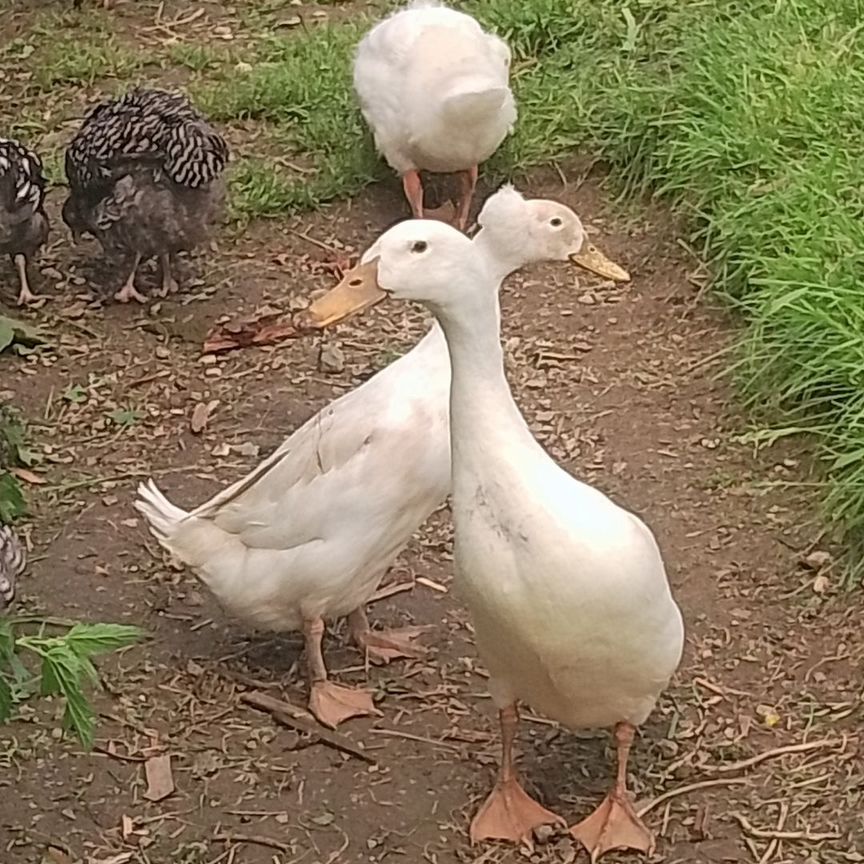 Утки индийский бегунок