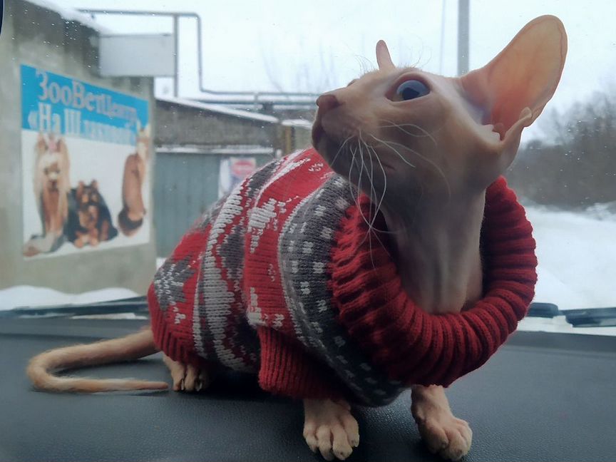 Сфинкс ищет кота для вязки