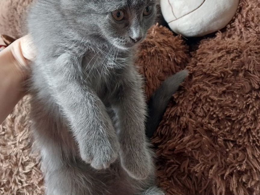 Вослоухая кошечка