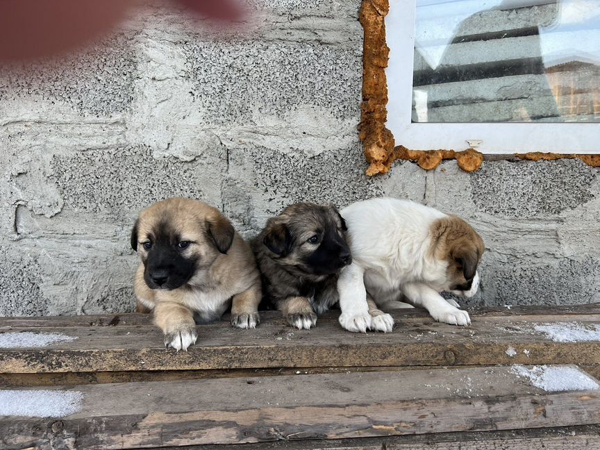 Собаки шенки Хаски бесплатно