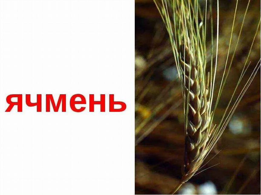 Ячмень зерно любое ассортимент пшеница