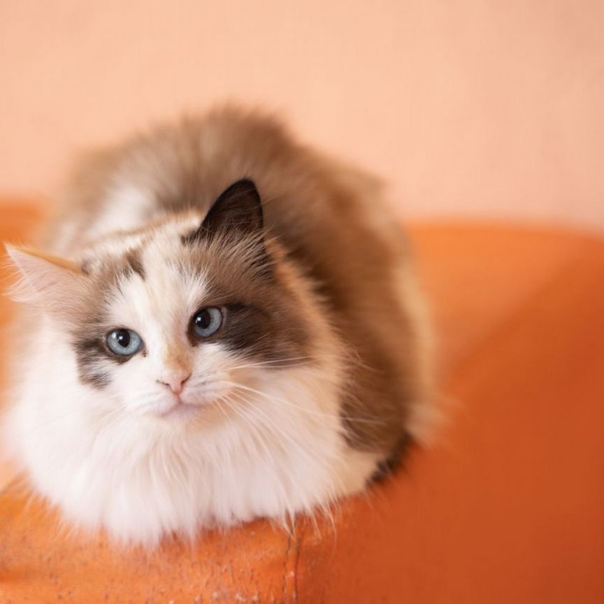 Кошка Несси в добрые руки