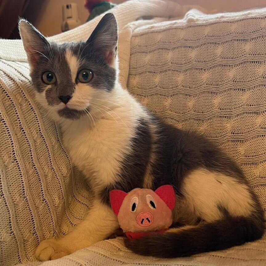 Котёнок в добрые руки