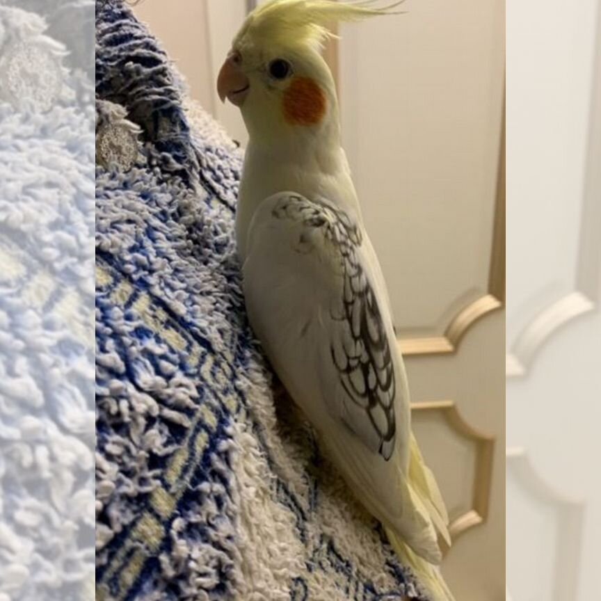 Попугай карела