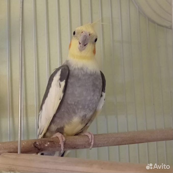 Попугай корелла мальчик