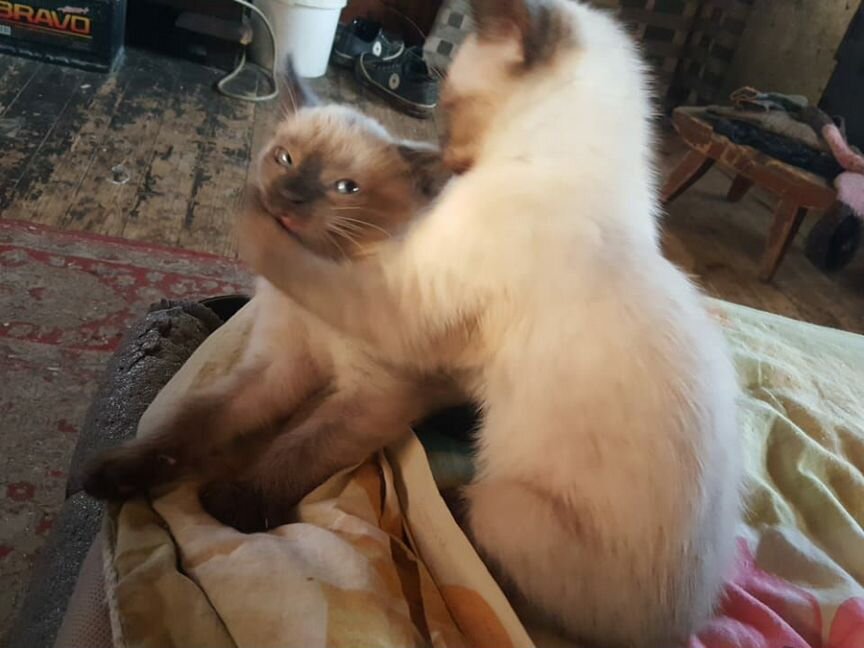 Сибирские котята