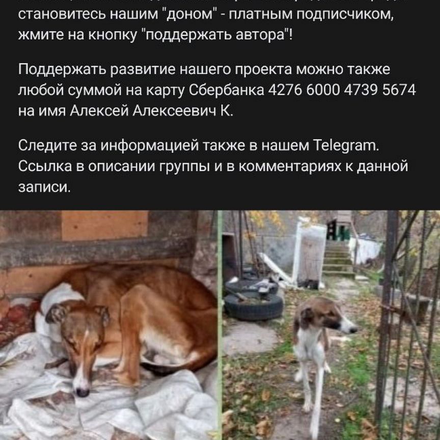 Отдам в добрые ручки 2 - х борзых