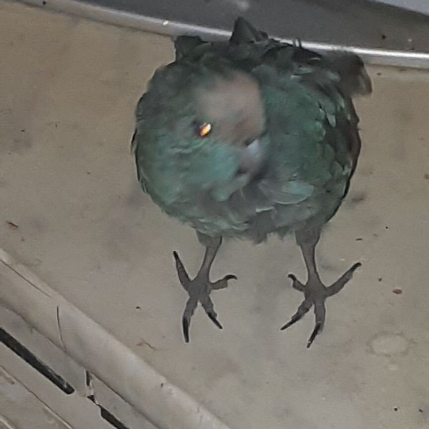 Попугай какарик с клеткой