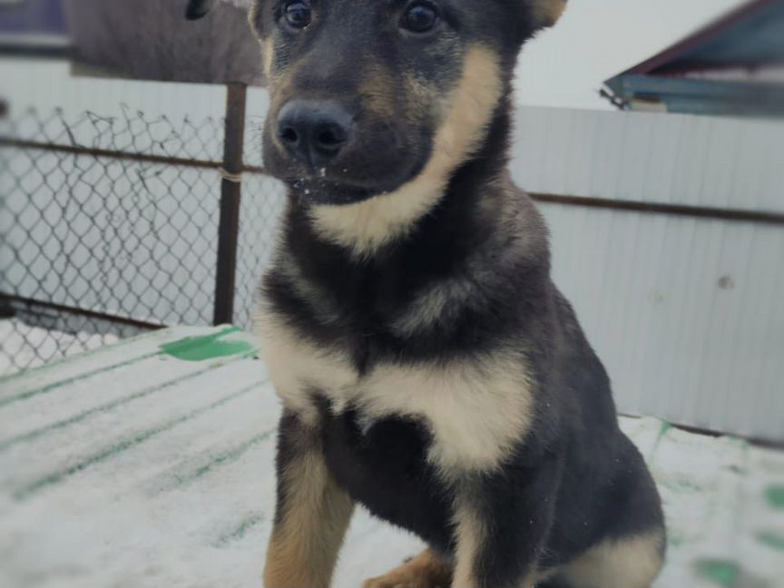 Щенок мальчик