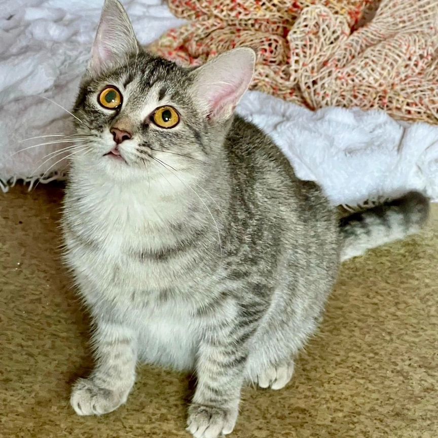 Кошкчка 7,5 месяцев