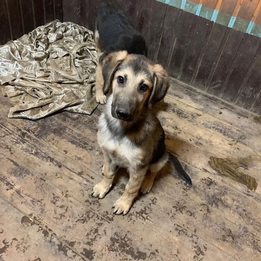 Щенок в добрые руки