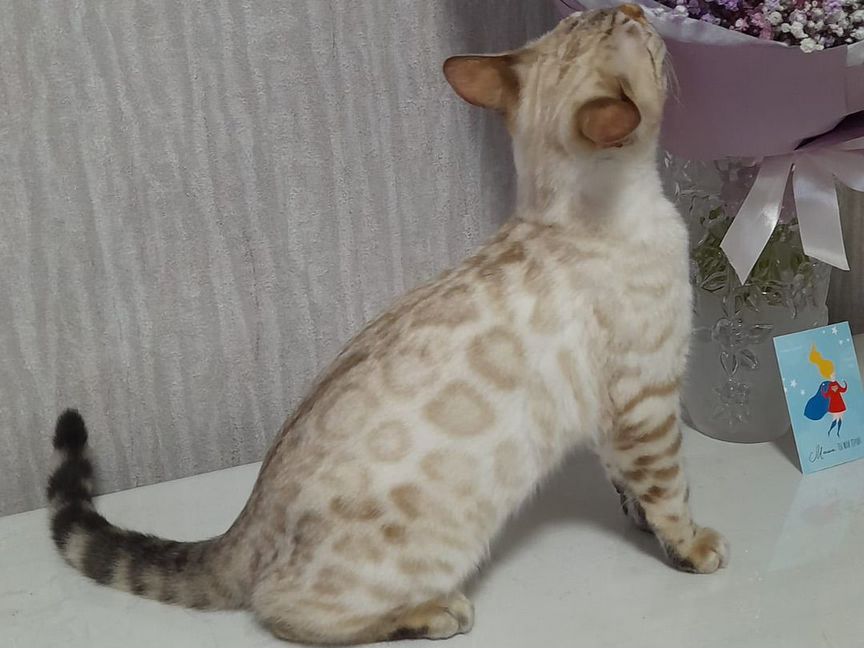 Бенгальские снежные котята