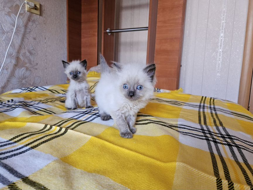 Тайские котята