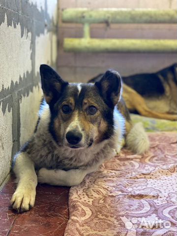 Белка, собака в добрые руки из приюта