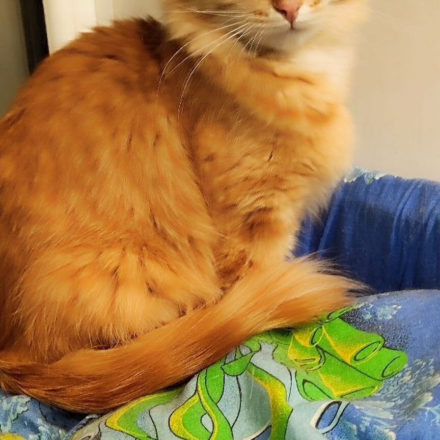 Кошечка