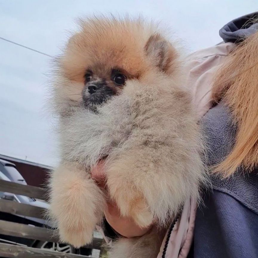 Померанский шпиц мини девочка рыжая