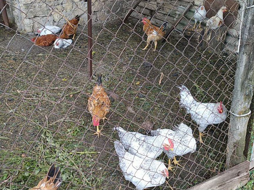 Петушки молодые домашние порода Мастер Грей 6 мес