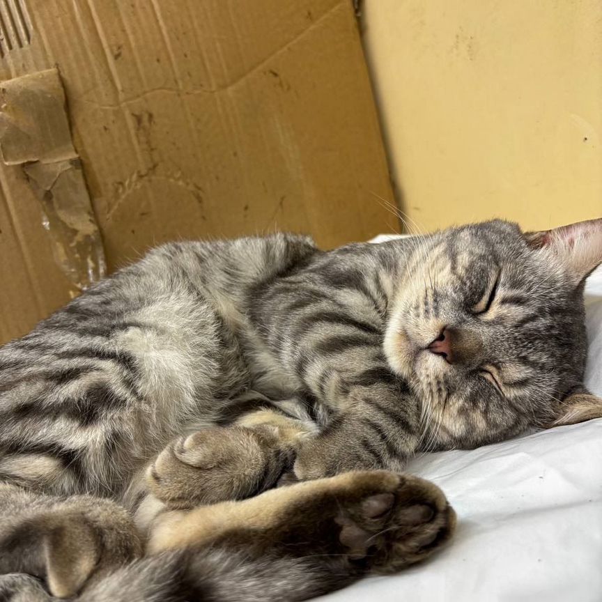 Котёнок в добрые руки