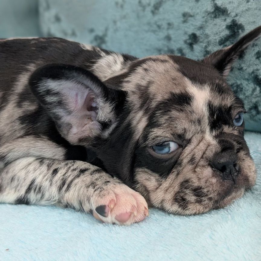 Французский бульдог, щенок