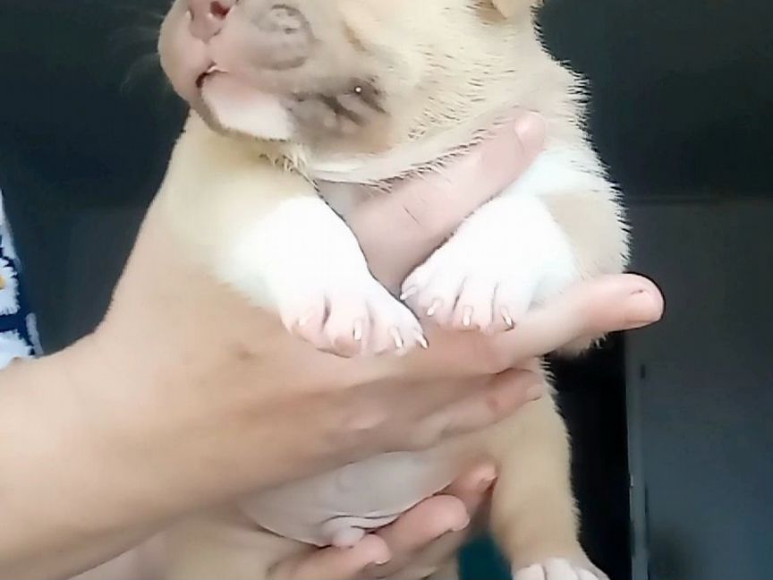 Щенок американский булли