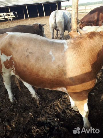 Быки на мясо