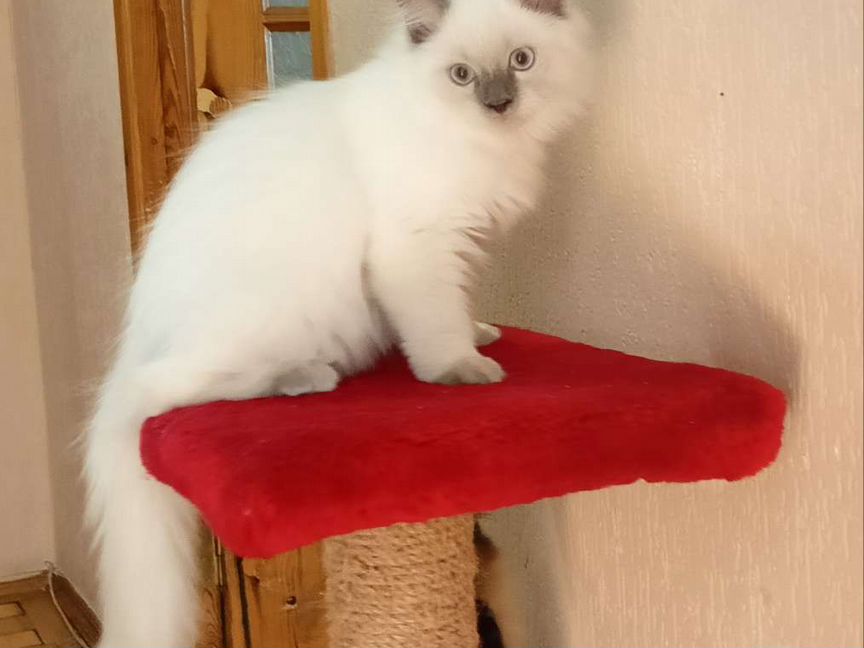 Невский маскарадный котенок