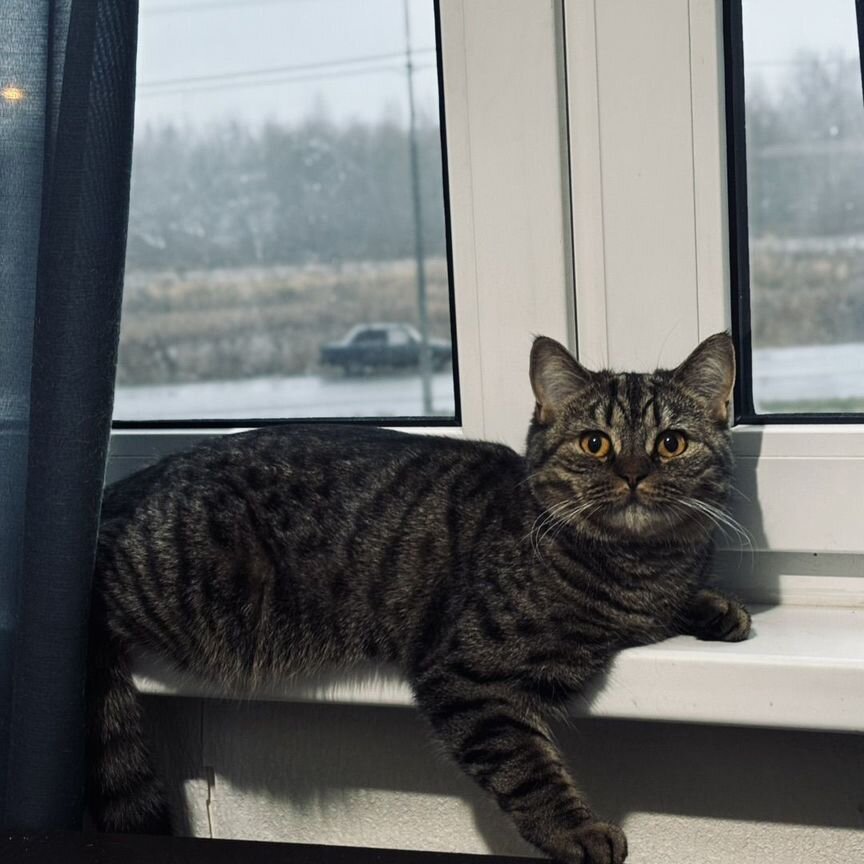 Отдаю кошечку