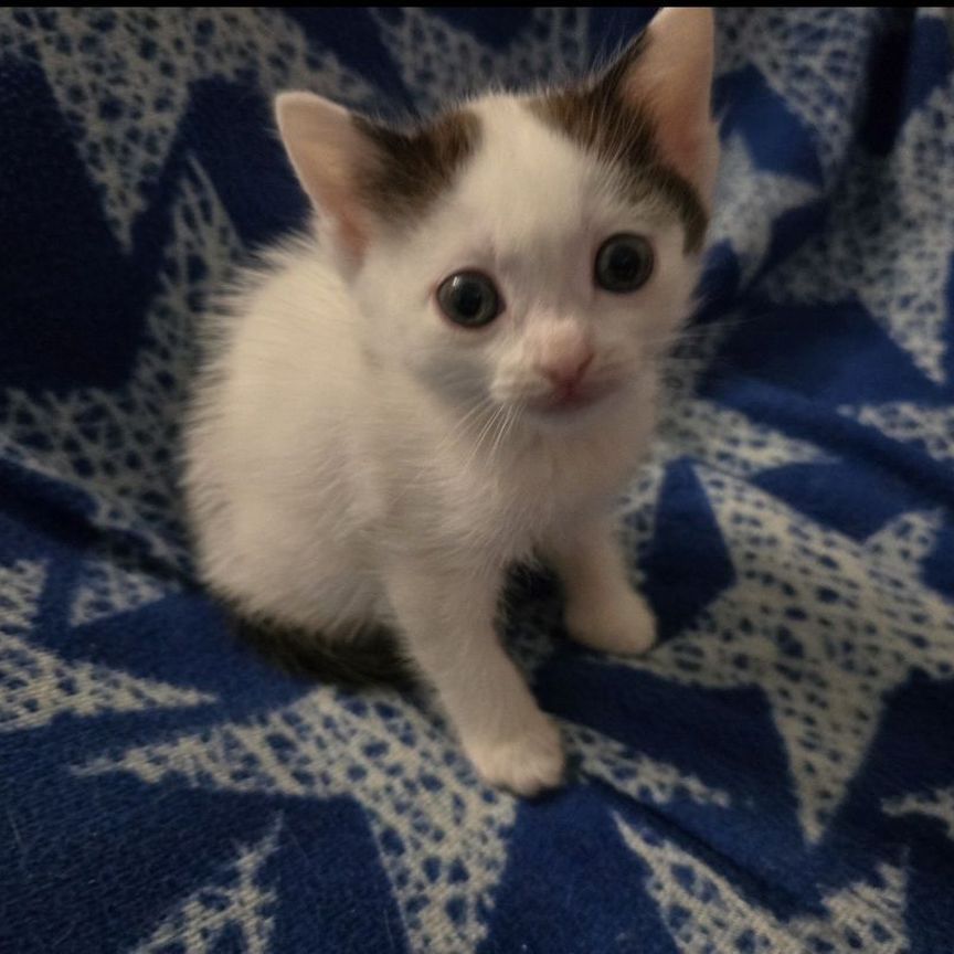 Кошечка 1 месяц в добрые руки