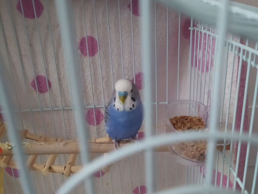 Волнистый попугай самец,три годика Кеша,отдам