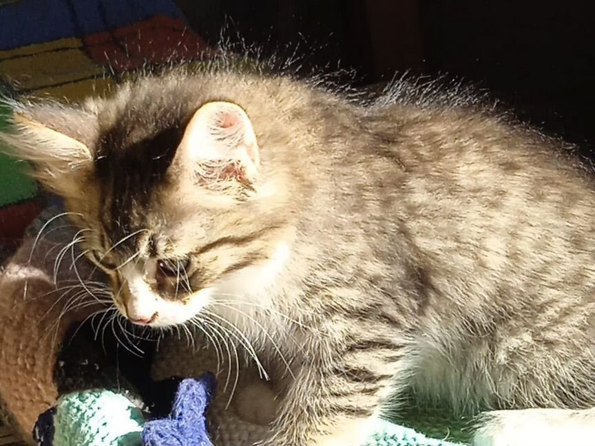 Котята в добрые руки