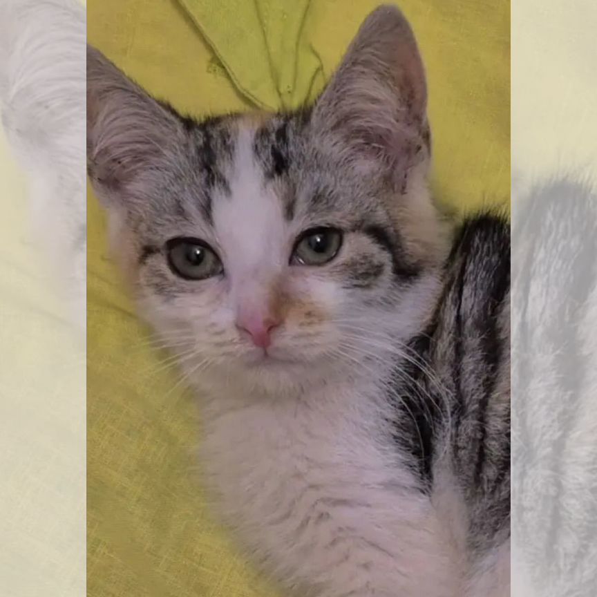 Котёнок в добрые руки