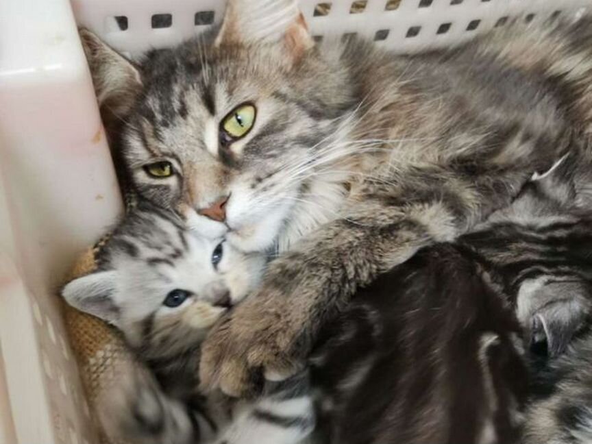 Котята мейн-кун помесь