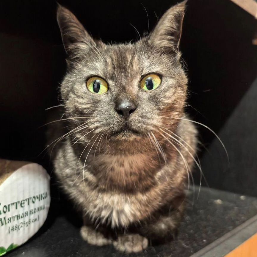 Кошечка с необычным окрасом