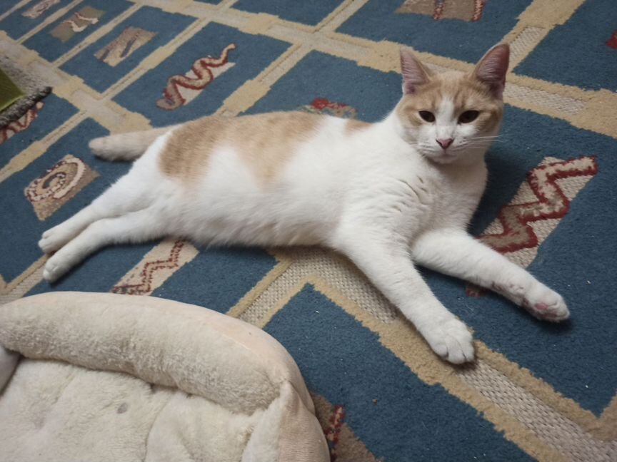 Котик в добрые руки бесплатно