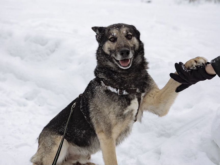 Монти ждет дом и семью