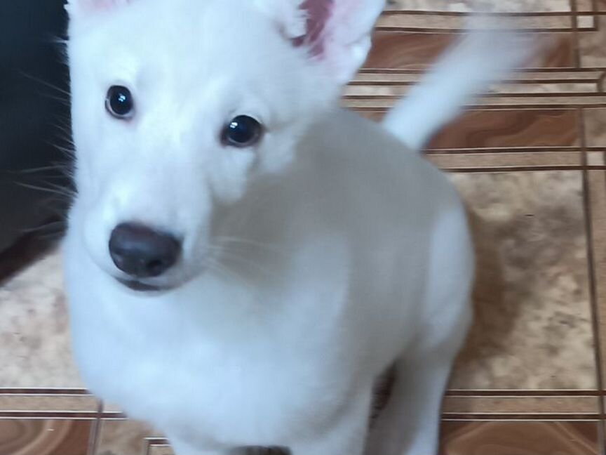 Щенок в добрые руки