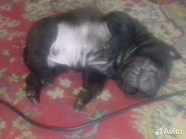 Продам собаку шарпей