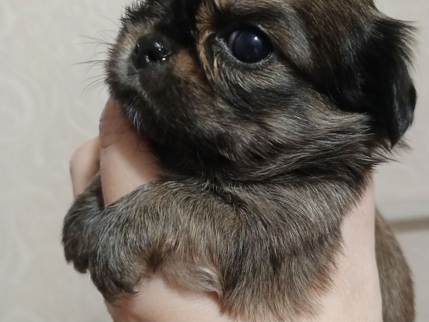 Чихуахуа девочка РКФ