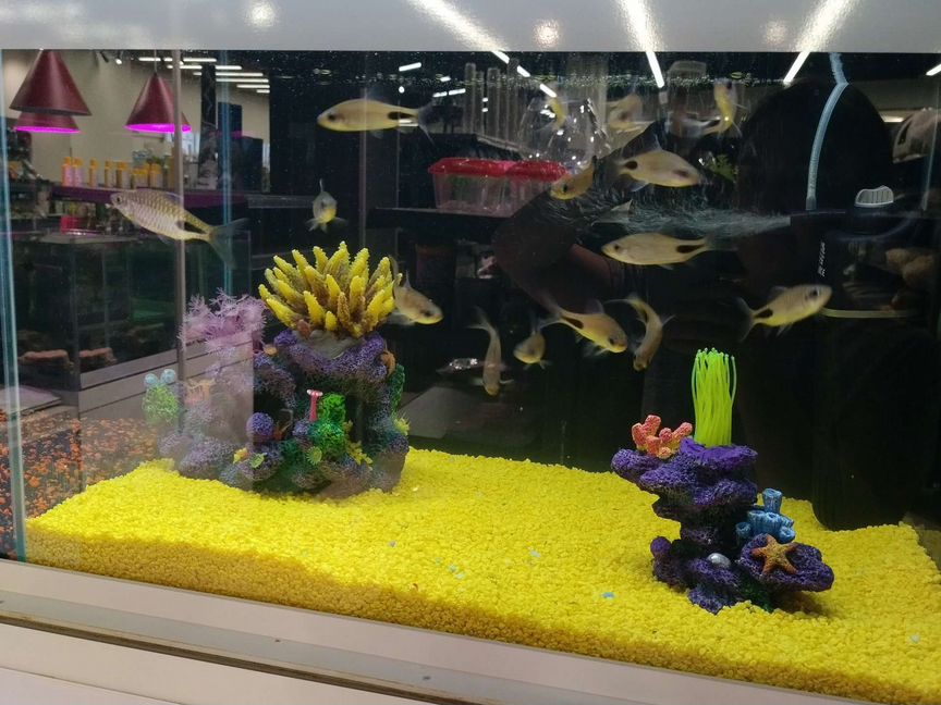 Барбус рохани